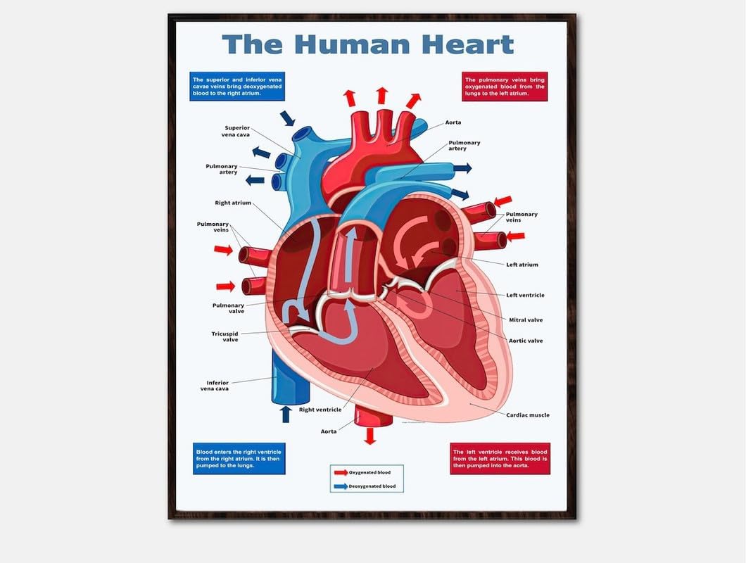 Amazon.com: The Human Heart Biology Science Poster, Cardiovascular ...