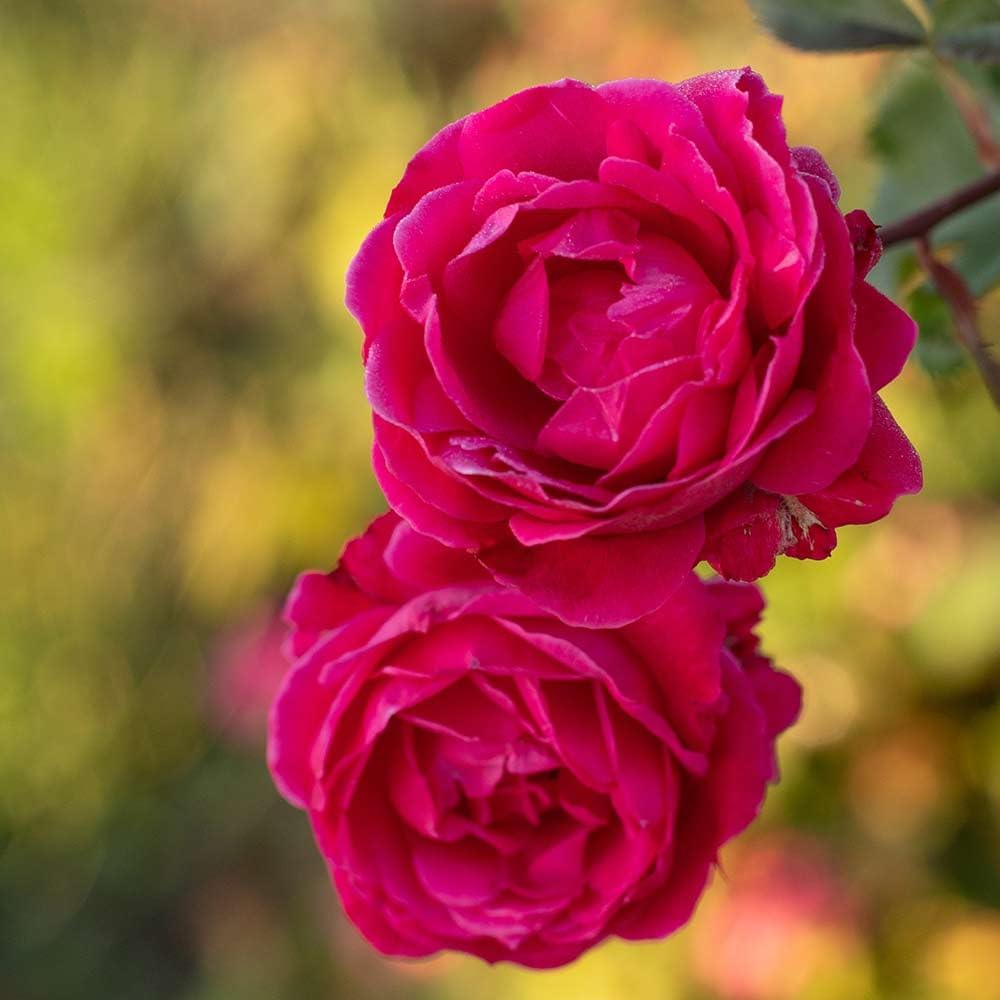 Amazon.com : Heirloom Roses Rose Plant - Oh My!™ Red Rose Bush ...