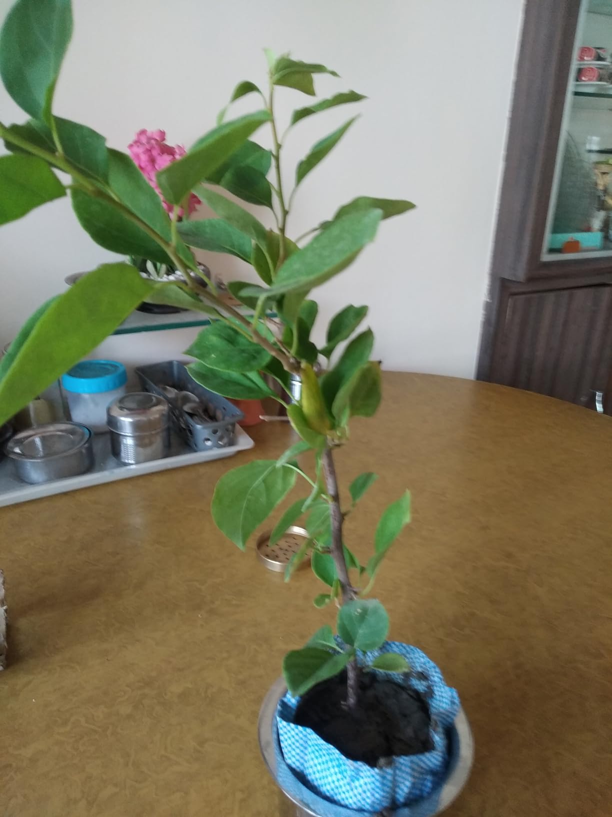 Beautiful Bougainvillea Flower (Yellow) Kagoj Ful Live Plant Original ...