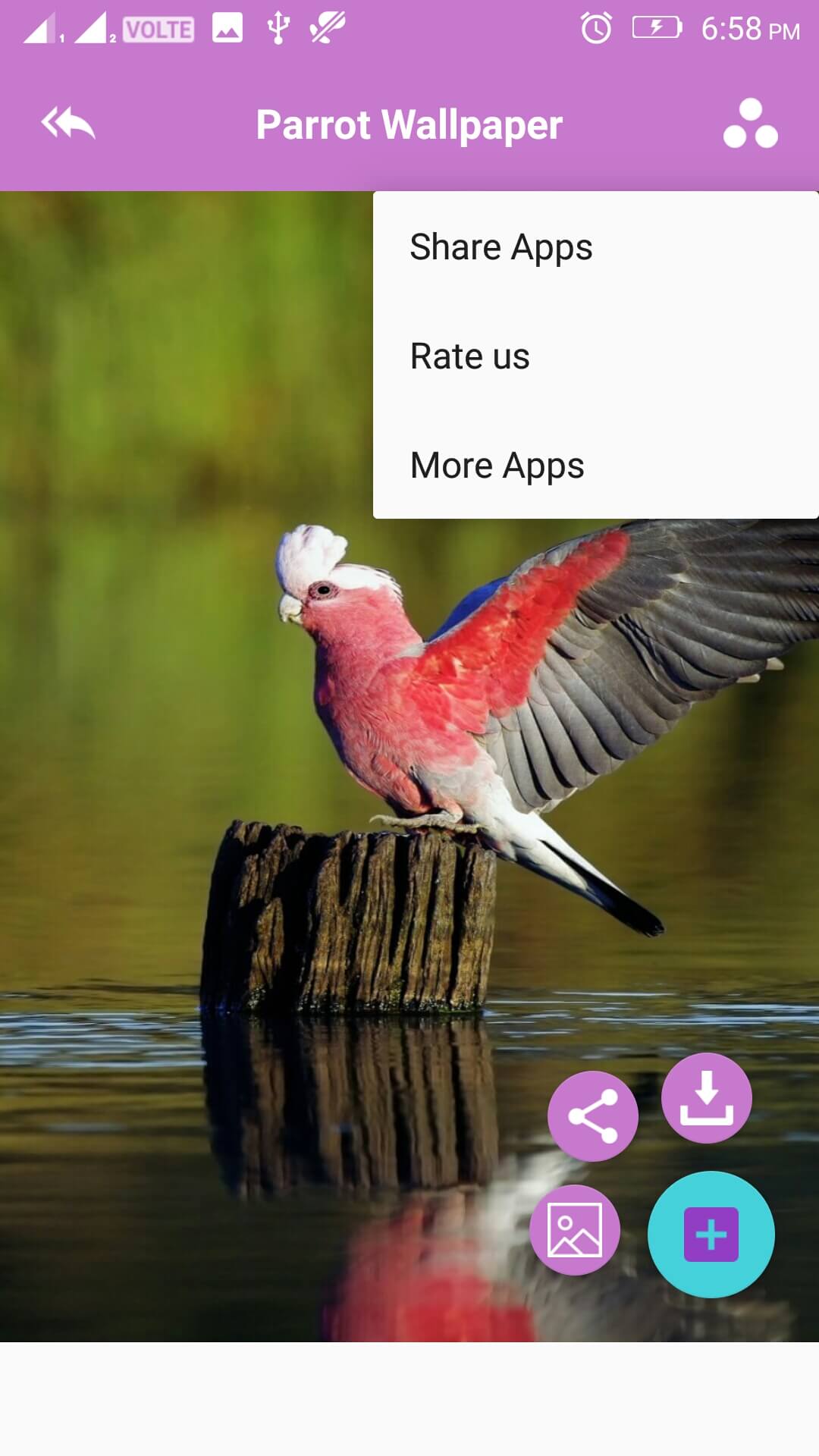 Parrot Wallpaper - App on the Amazon Appstore
