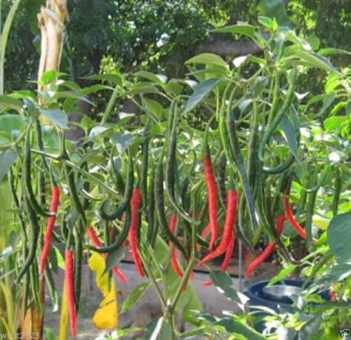 Thai Dragon Pepper Plant