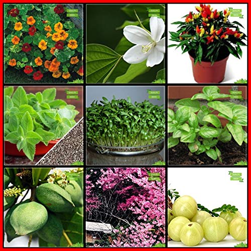 Buy Creative Farmer Plants Seeds Combo Flower Seeds & Tree Seeds ...