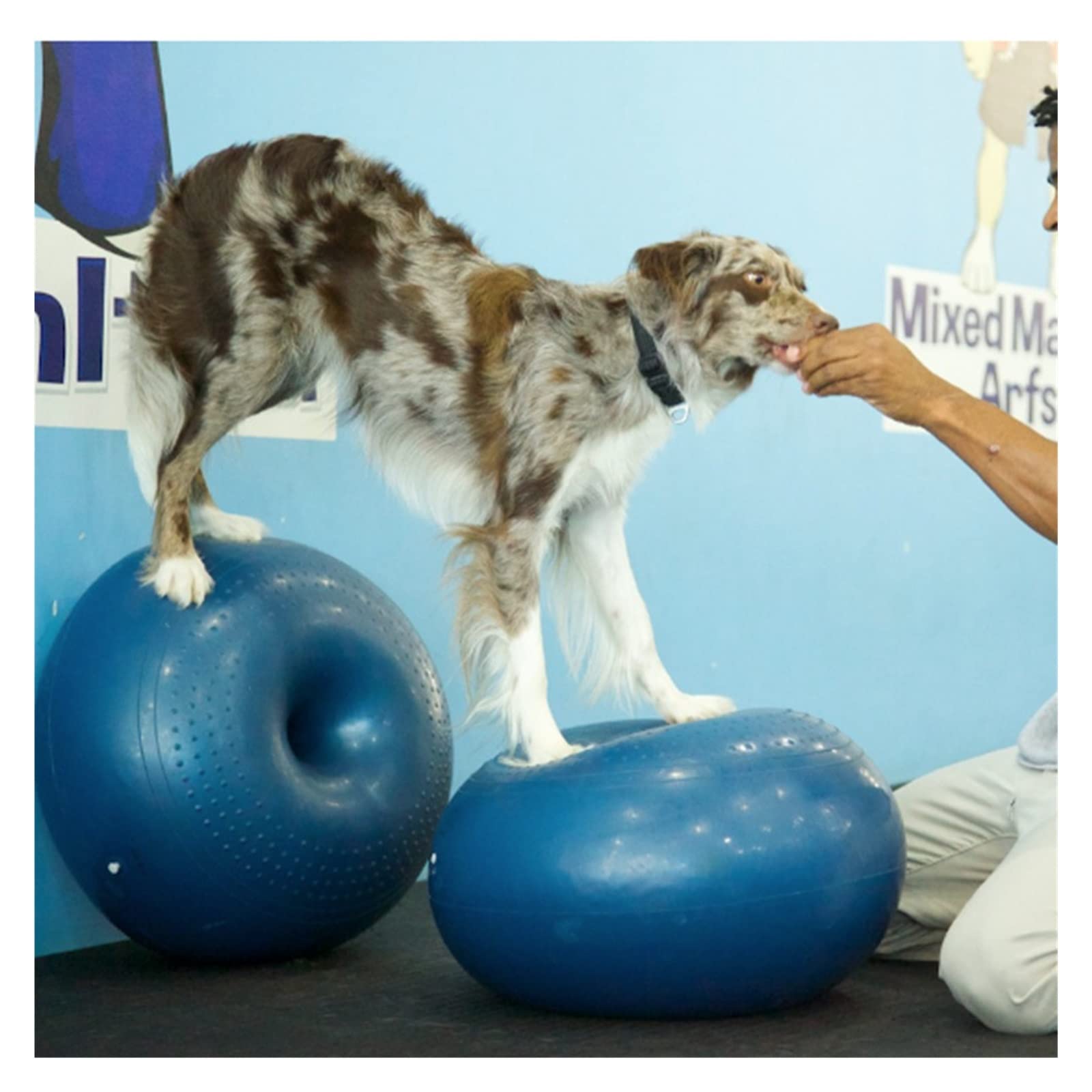 Dog Exercise Balls FitPAWS Dog Rehabiliation Equipment Improve