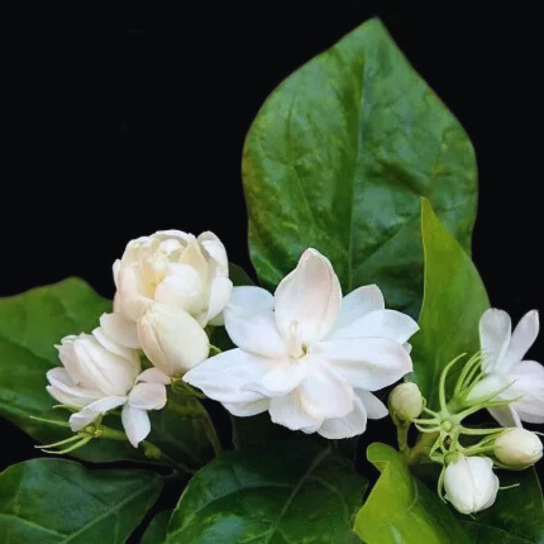 Amazon.com : 2 Packs of Jasmine Plant Indoor Live, Maid of Orleans ...