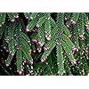 Amazon.com : Oriental Spruce Gowdy - Extremely Prolific Pink Fruits on ...