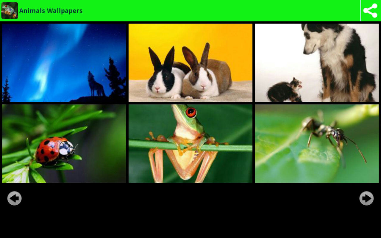 Animals Wallpapers - App on the Amazon Appstore
