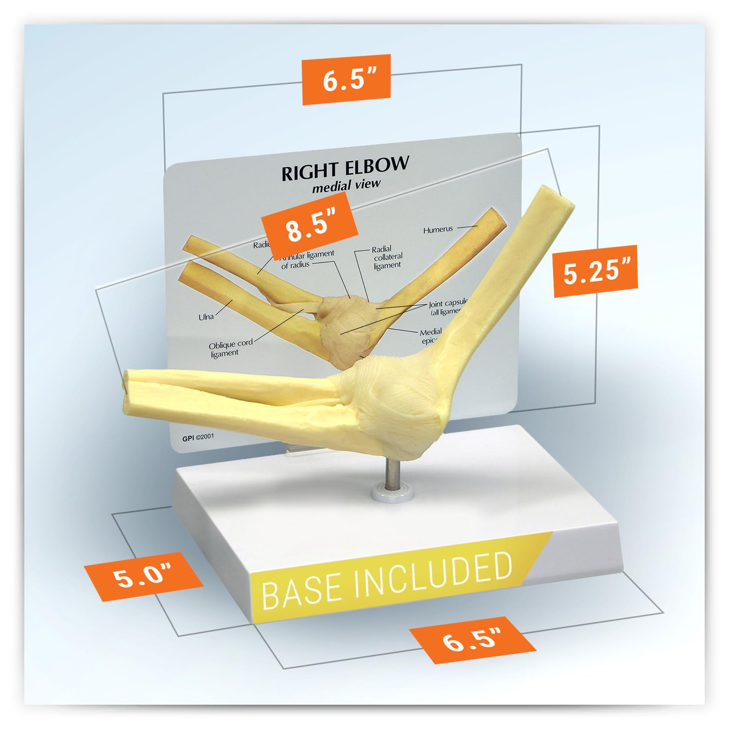 Snapklik.com : Basic Elbow Model, Replica Of Right Elbow Joint For ...