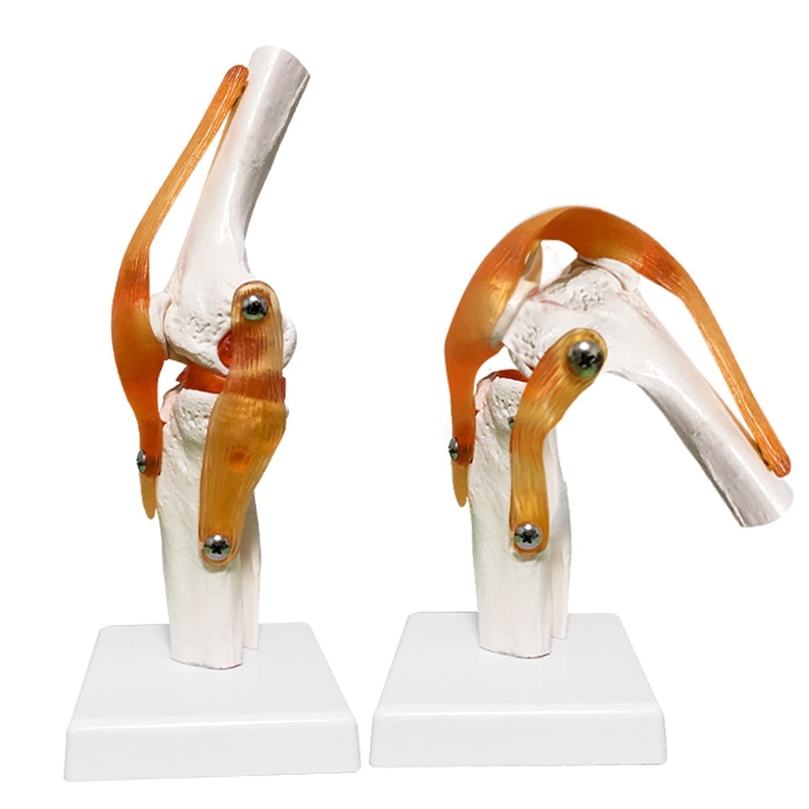 Buy ZZHANGYU Knee Joint Simulation Model - Life Size Medical Human Knee ...