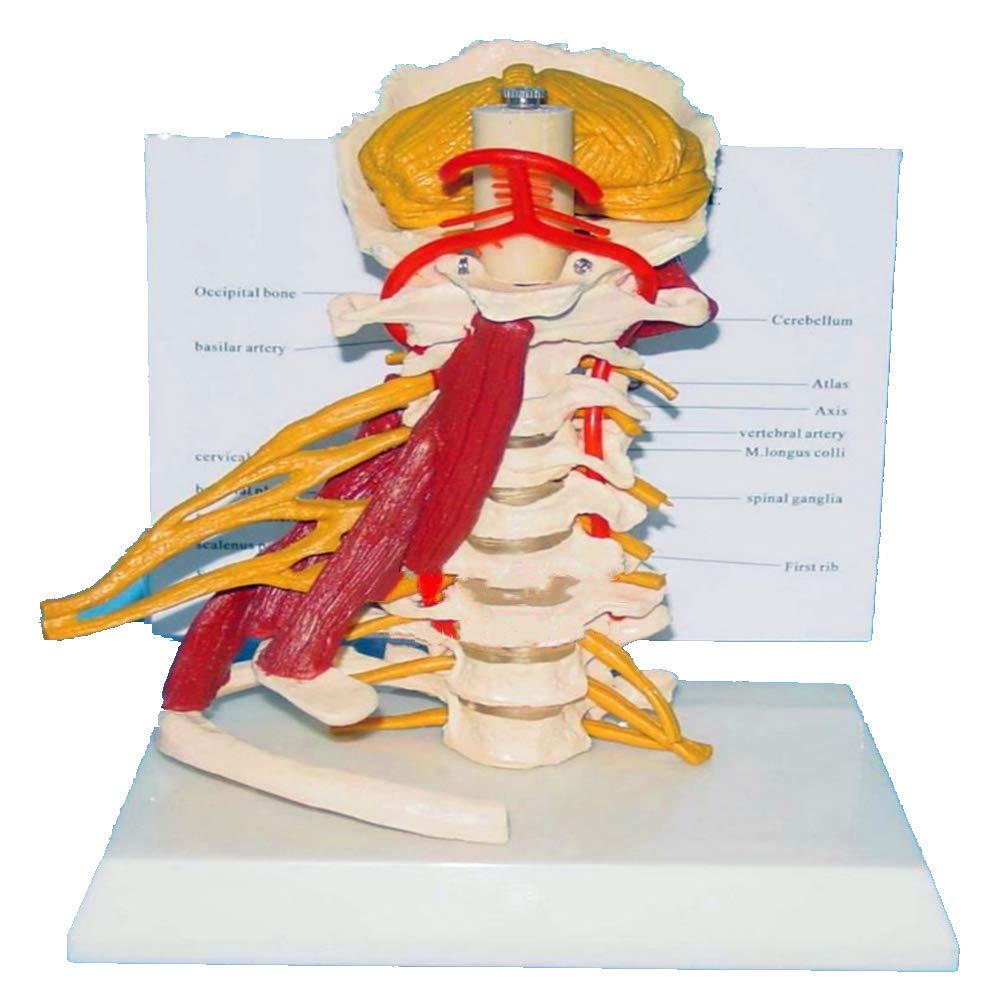 Human Cervical Spine Model Cervical Spine Muscle Attached Nerve Model ...