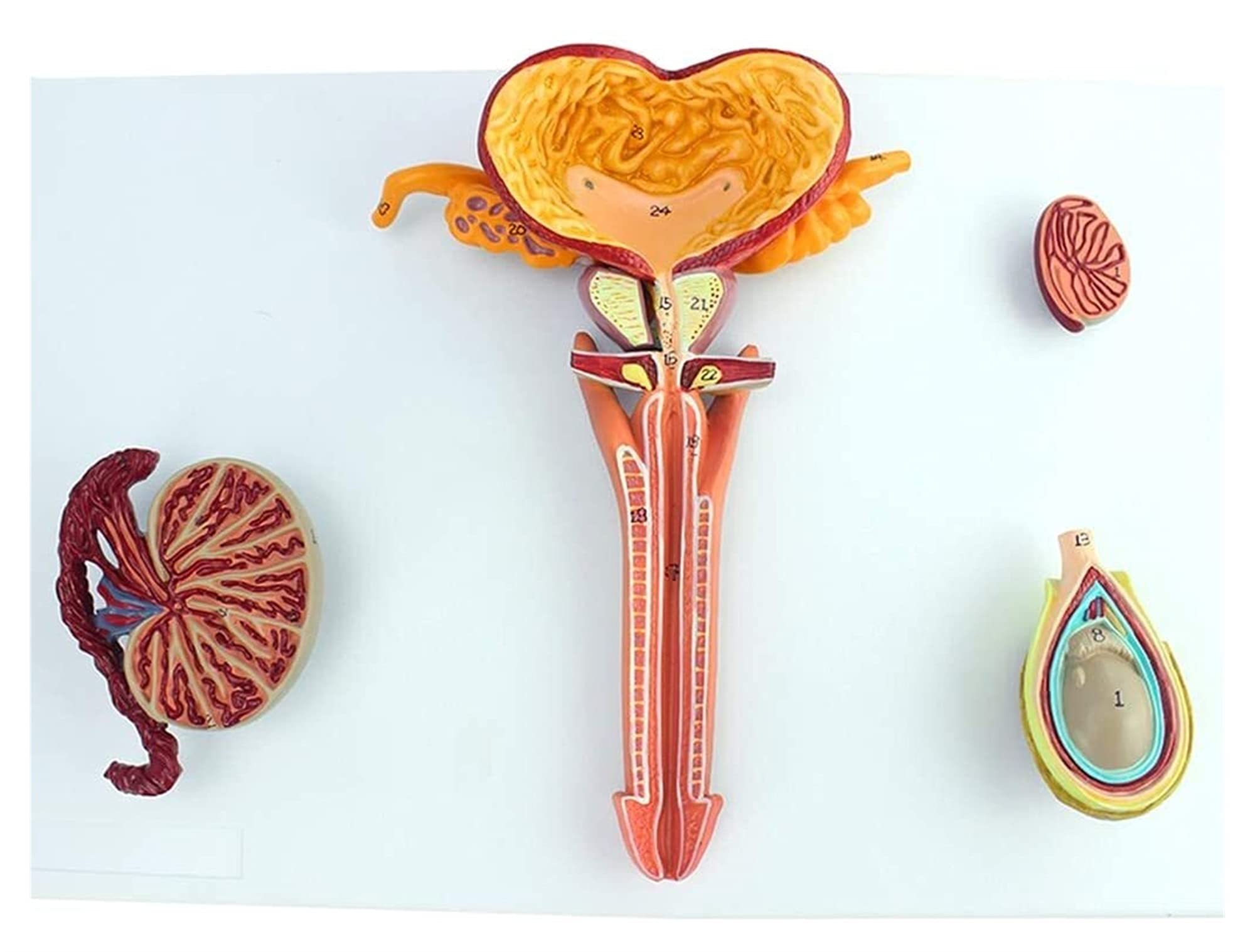 Buy JKFZD Male Reproductive System Model Scientific Anatomical Human ...
