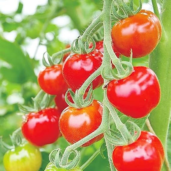 Amazon.co.jp: ITANSE トマトの苗 プチぷよⅡ 赤実 接木苗 3～3.5号【品種で選べる野菜苗】 (赤実_2個, 即納) : DIY・工具・ガーデン