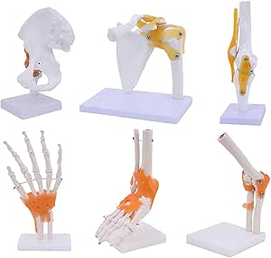 SORECI 6PCS Modelo de articulación Humana con ligamentos, 1:1 tamaño ...