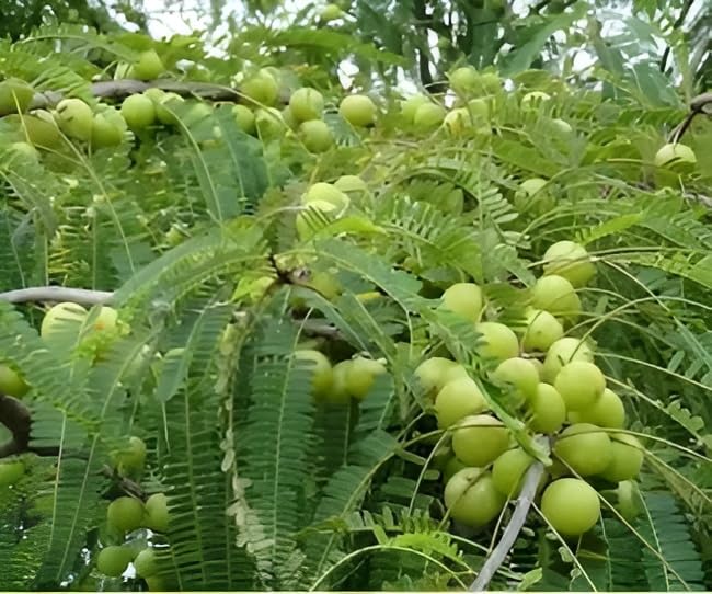 Oxiflora Grafted Amla Indian Gooseberry Phyllanthus Emblica Nelli ...