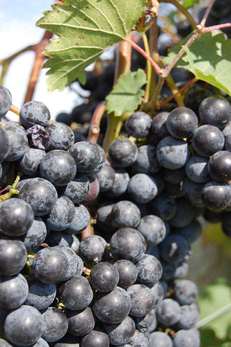 Buy Pixies Gardens (1 Gallon) CHAMBOURCIN Grape Vine, a Purple-Skinned ...