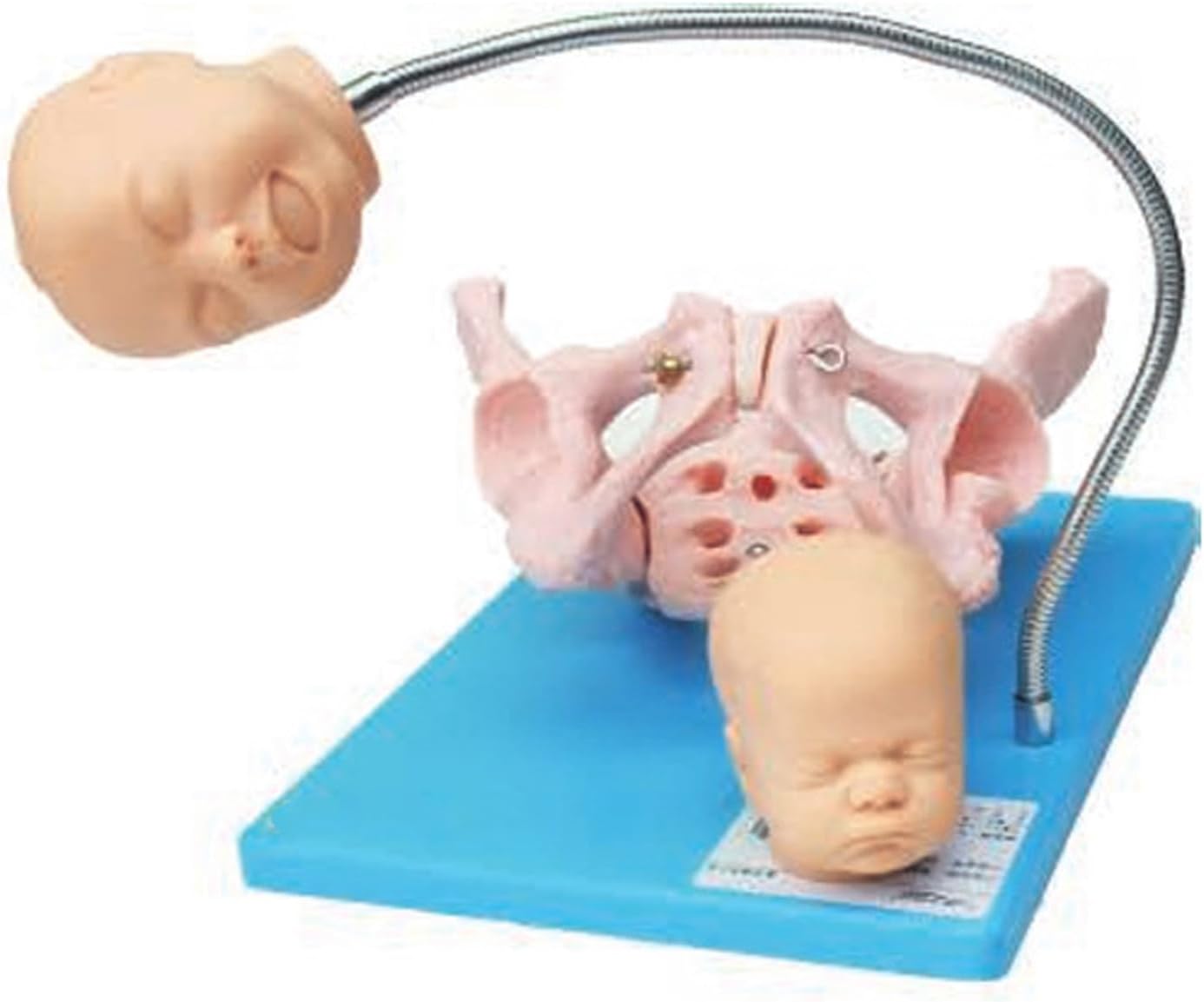 EsaSaM Midwifery Training Simulator Childbirth Demo Female Pelvic Fetus ...