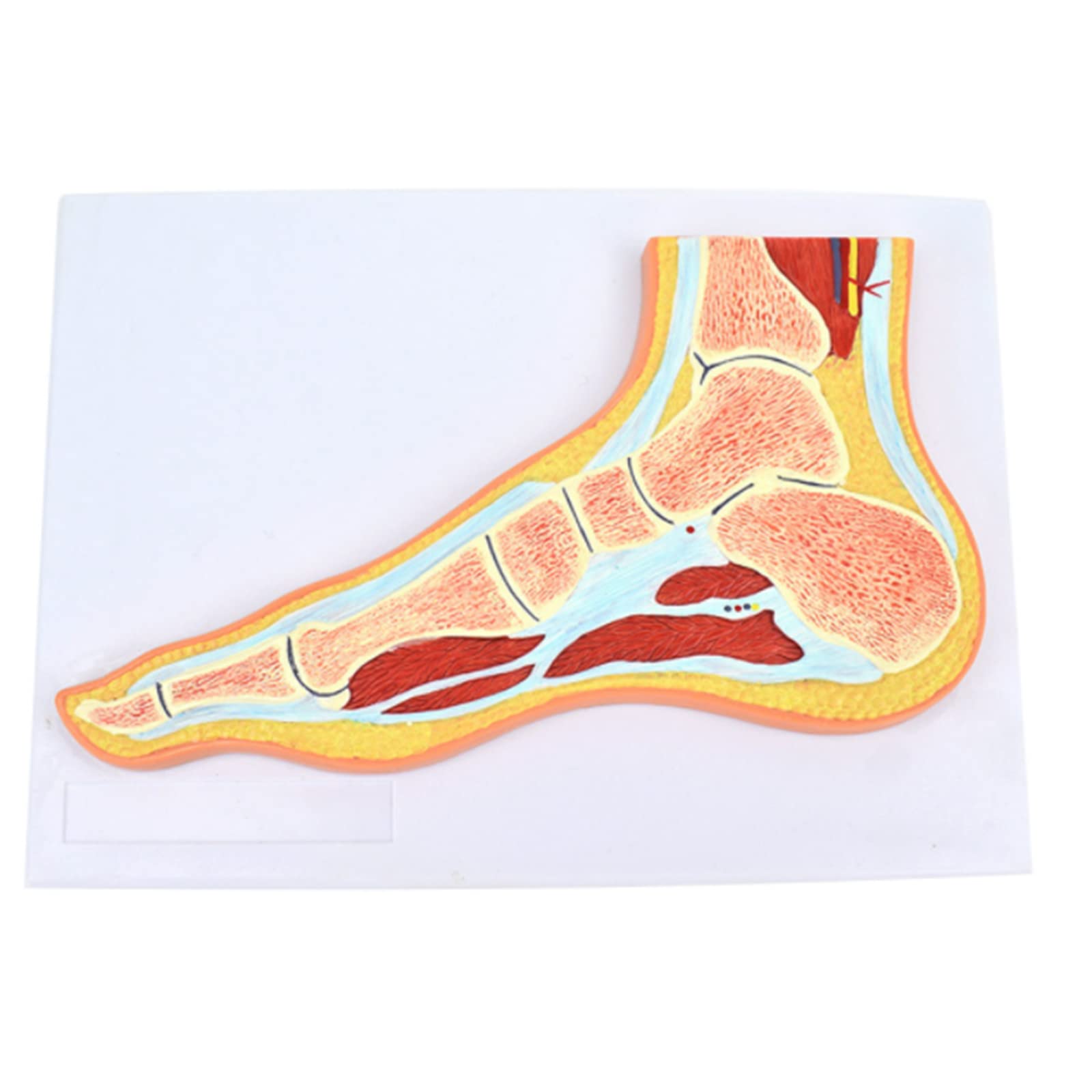 Buy Skeletal Muscle Model Joint Structure Medical Foot Joint Skeletal ...