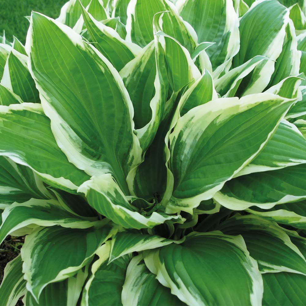 Buy Potted Hardy Garden Hosta with Attractive Foliage and Flowers ...