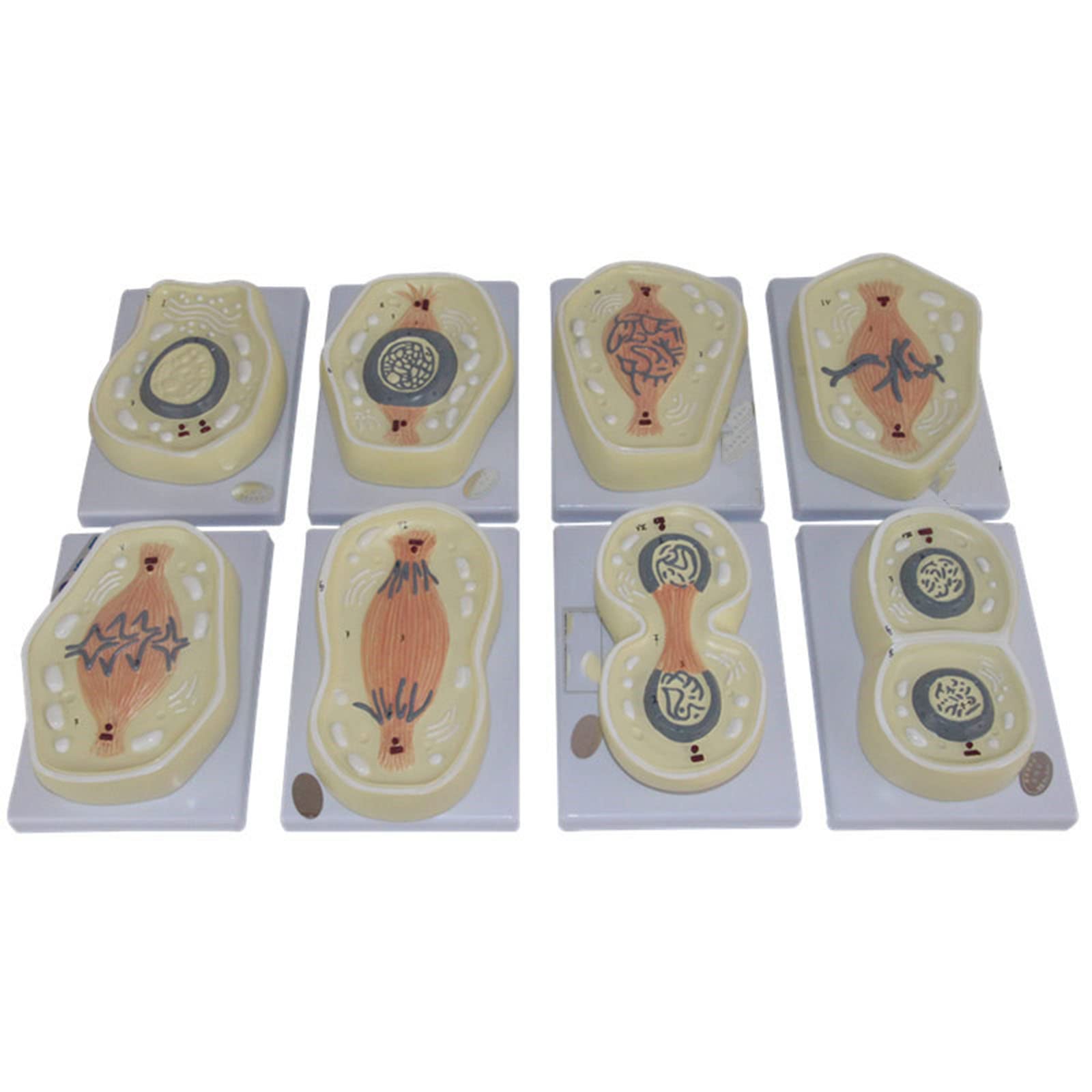 Weryu Mitosis Model Anatomical Cell Mitosis Model Splitting Chromosome ...