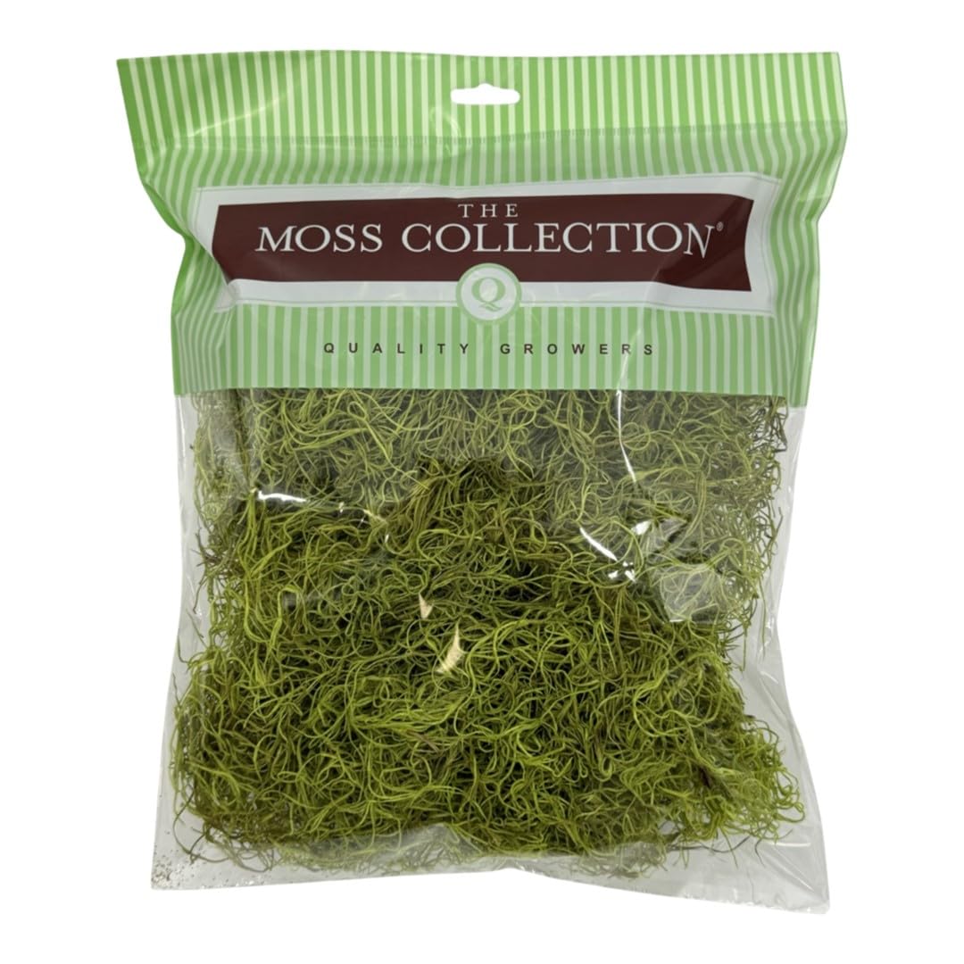 Amazon.com: Quality Growers - Preserved Spanish Moss - Decorative Moss ...