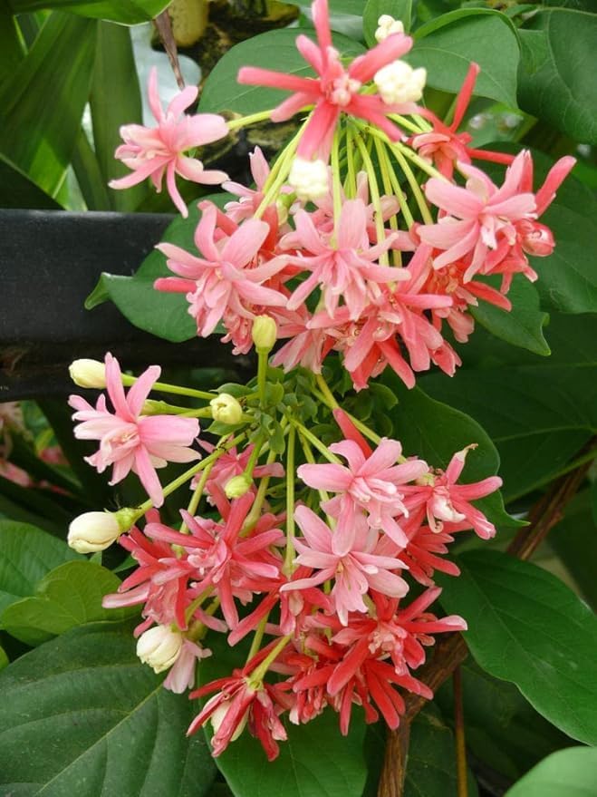 PUGLU Madhumalti Rangoon Creeper Climbing Madhabilata Flower Plant ...