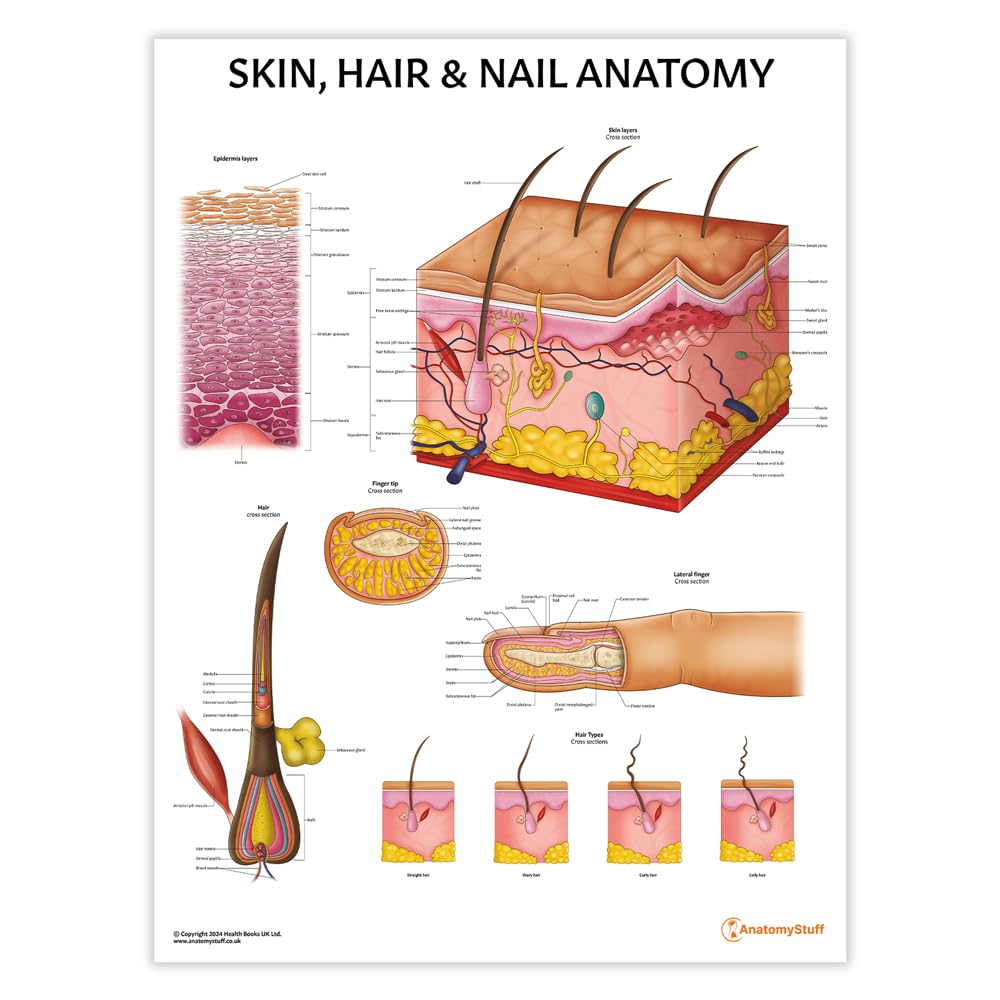Skin Hair And Nail Anatomy Chart Poster 45x60cm 18x24 Inches ...