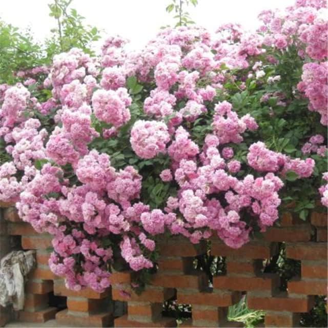 DIOART-AS™ Rare Rose " Light Pink Climber " Exotic 20 Seeds for Growing ...