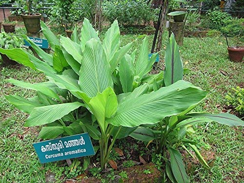 Creative Farmer Rare Wild Turmeric Curcuma Aromatica Kasturi Manjal ...