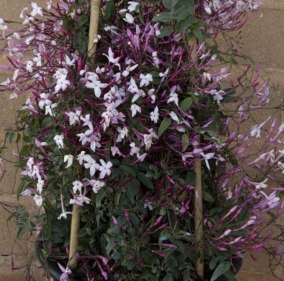 The Gifti ® Pink Bud Kundo Jasmine Flower Plant/pink jasmine Flower ...