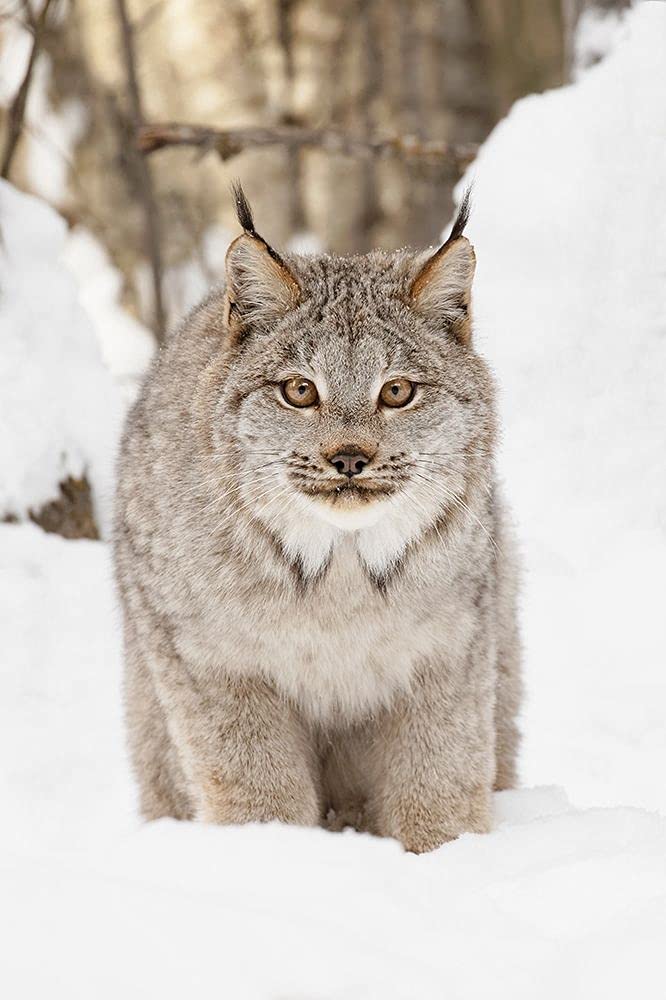 Canadian Lynx In Snow