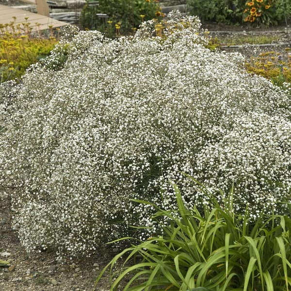 Golden Hills Farm (AVG 500-1000) seeds Gypsophila Gypsy Compact White ...