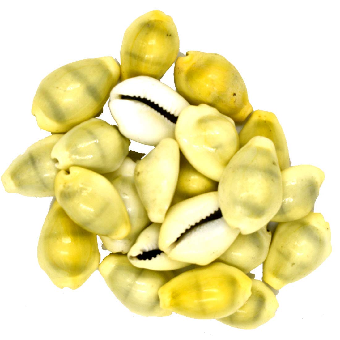 Buy AFH Natural Original White Kawdi, Kaudi, Kowdi, Cowrie, Koudi, Kodi ...