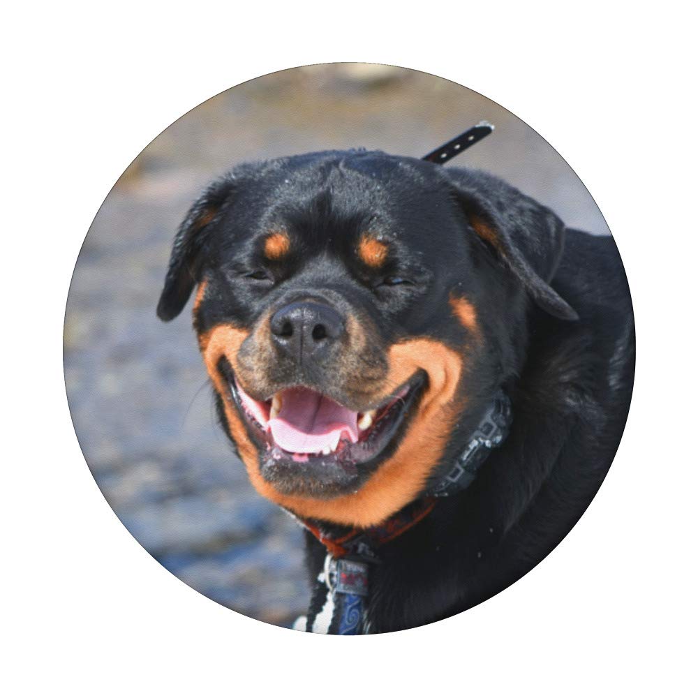 Rottweiler Dog Memes Rottweiler Meme Merch & Gifts For Sale