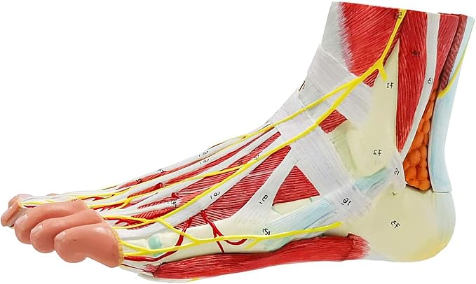 UIGJIOG Plantar Anatomy Model Human Foot Muscle with Neurovascular ...