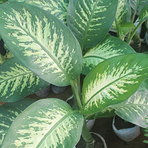 NurseryNature Topi Kishna Plant : Amazon.in: Garden & Outdoors