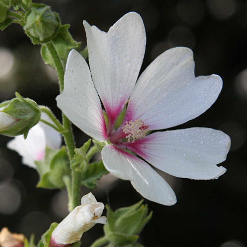 3 x Lavatera Mix Inv Varieties Like 'Rosea' - 'Barnsley' - 'Burgundy ...