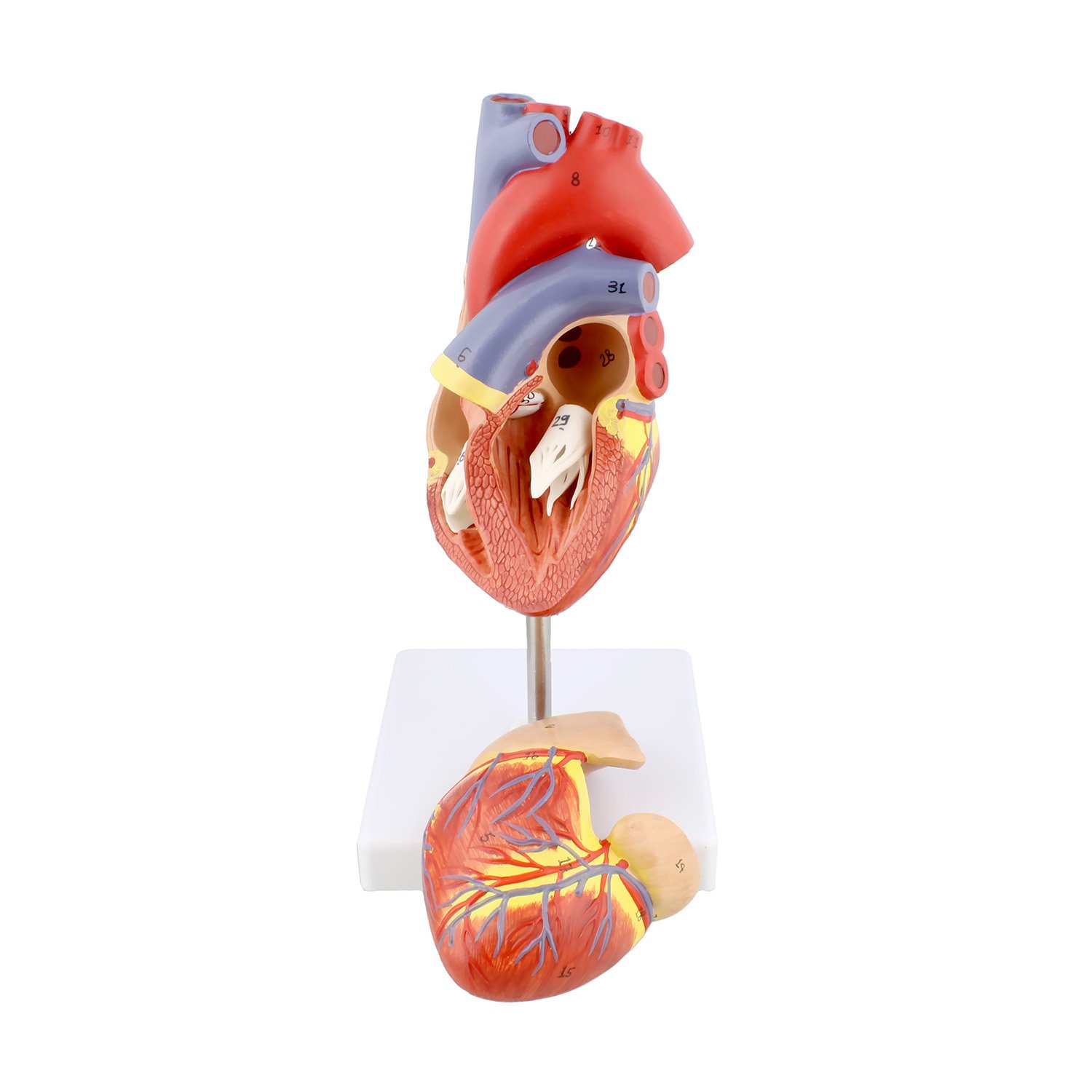 Buy MonMed Anatomical Heart Model, Human Heart Anatomy Model – 2 Part ...