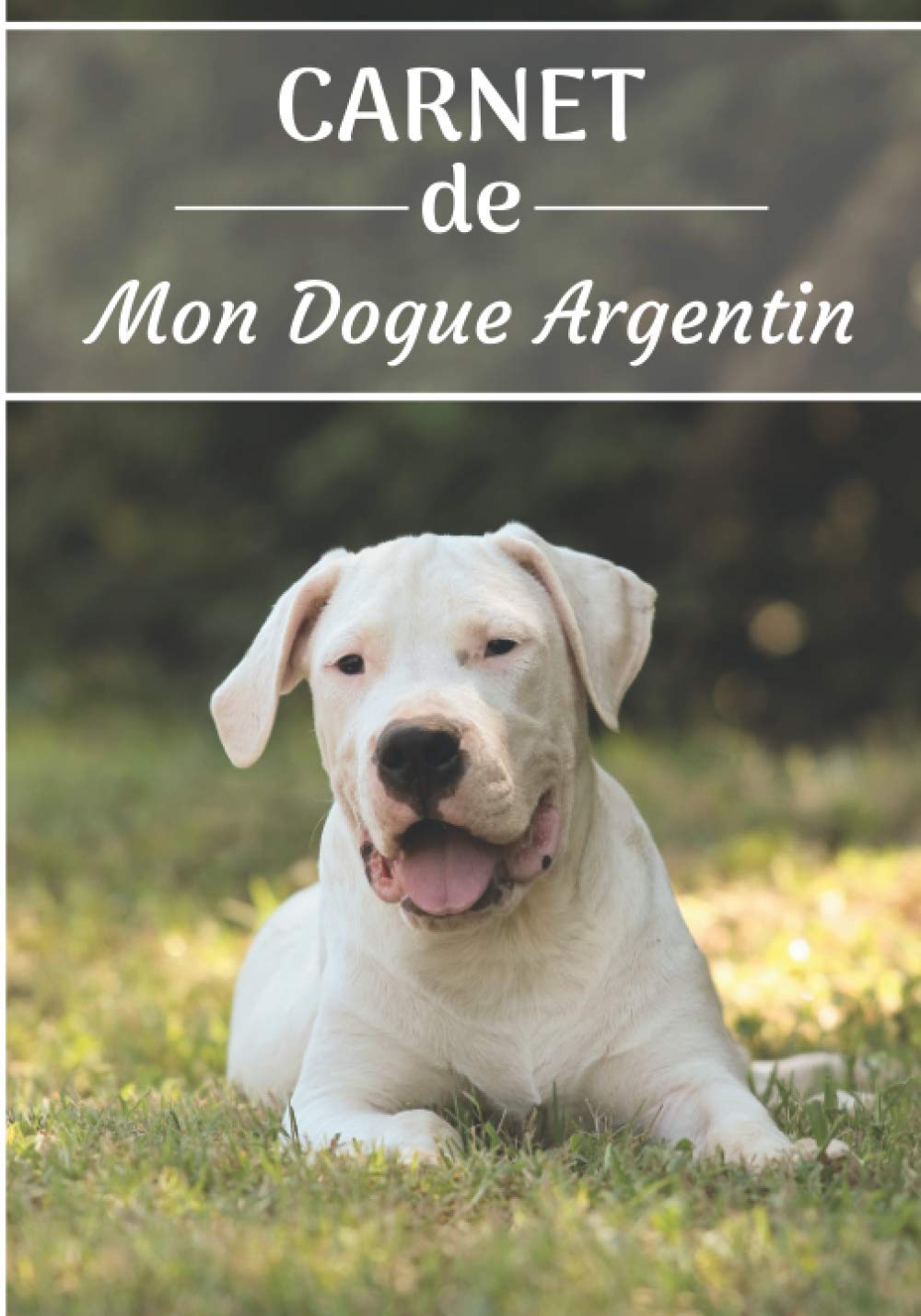Dogue Argentin