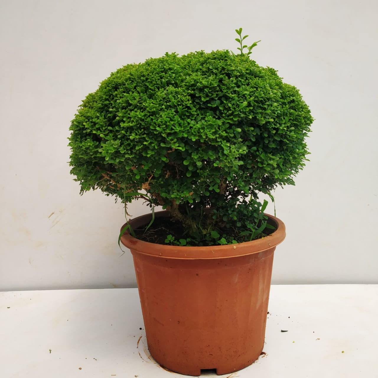 Go4plants Miniature Murraya Paniculata Plant live plant with pot ...