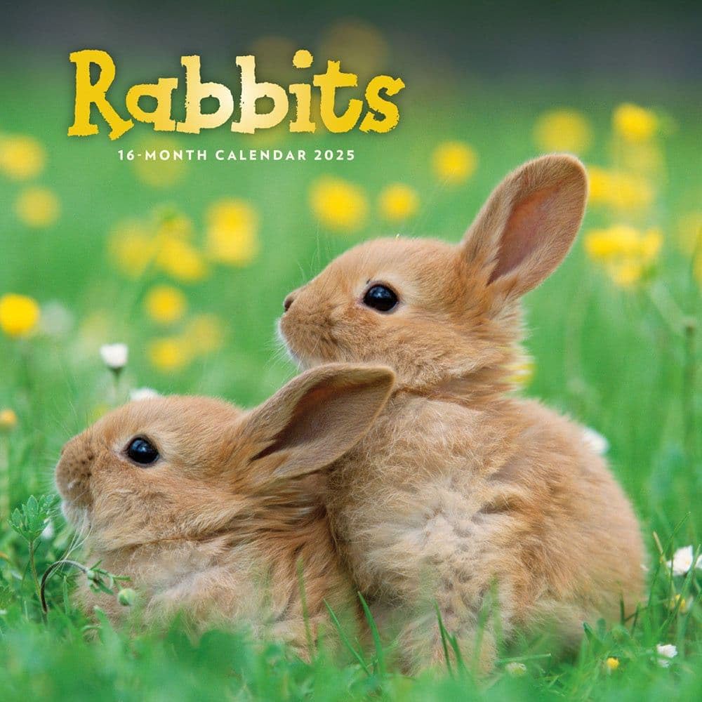 Amazon.com: Carousel Calendars, Rabbits 2025 Wall Calendar : Office ...