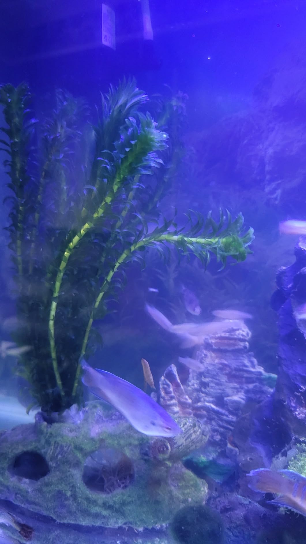 k2aqua - 10 ELODEA DENSA - Oxygenating Weed Live Pond Plant Water ...