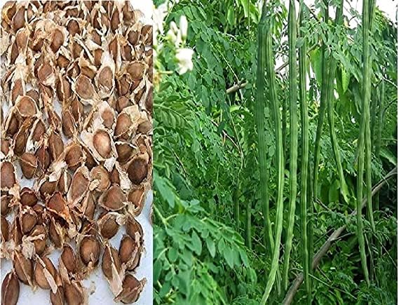 AYWAL Drumstick/Sajna Moringa oleifera High Yielding Dwarf Variety ...