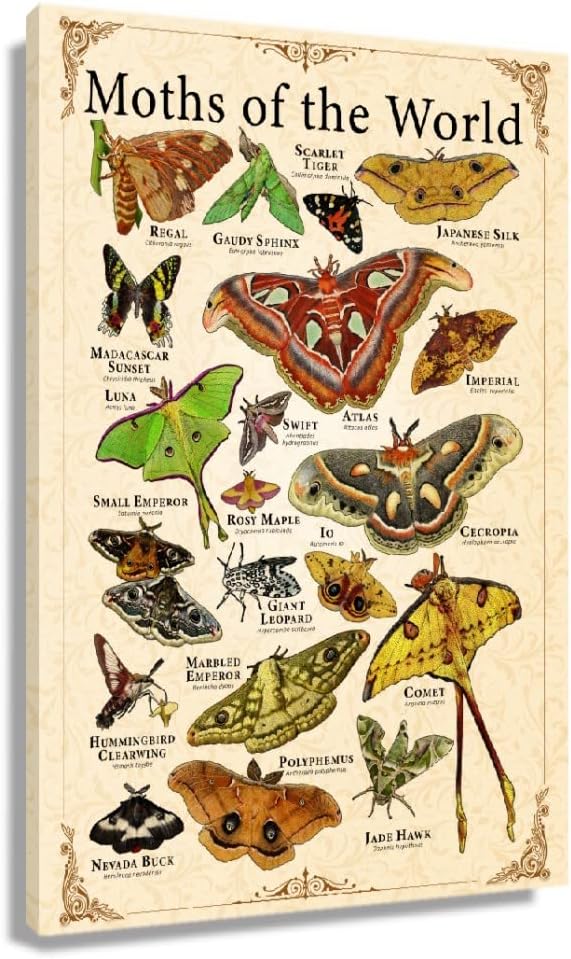 Amazon.com: Moths Wall Art Knowledge Poster Educational Wall Art ...