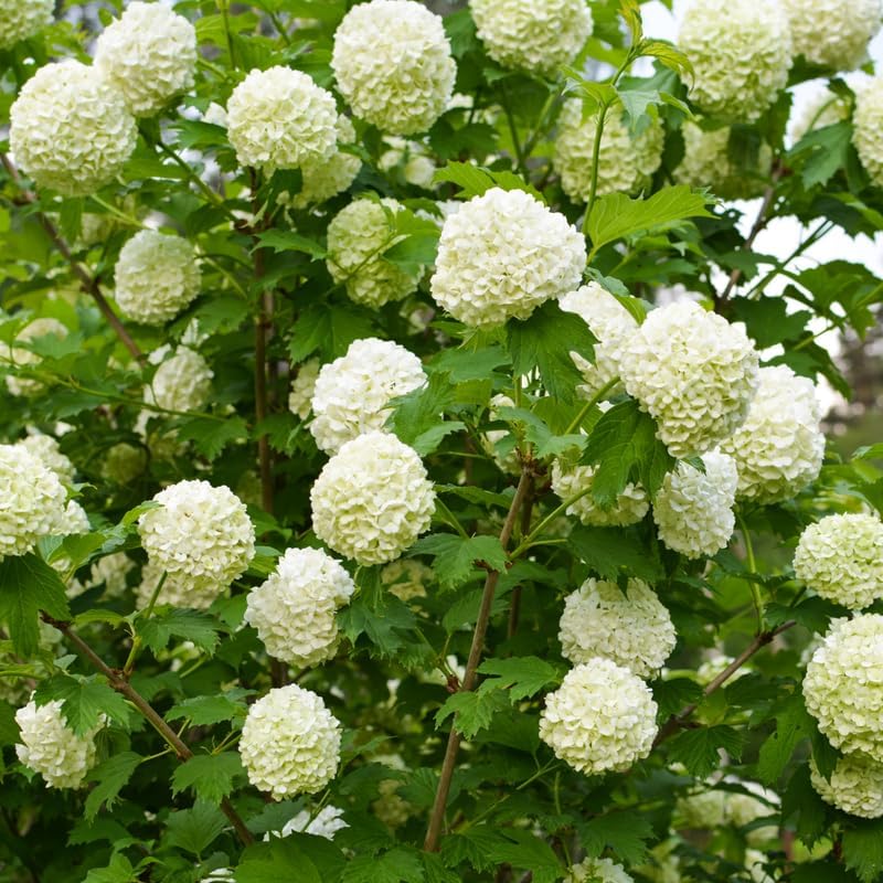 Amazon.com : White Snowball Viburnum Live Plant, 8 to 10 Inch Tall ...