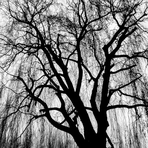 Play Moonlit in the blue by Reinders on Amazon Music Unlimited