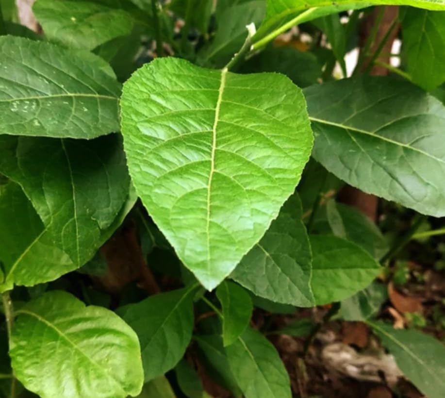 Plantas Venenosas De Africa Plantas Venenosas Indígenas | German