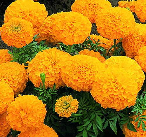 Inca Marigold Orange Flower Seeds : Amazon.in: Garden & Outdoors