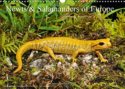 Buy Newts & Salamanders / UK-Version 2015: Newts and Salamanders do live quite secretly. It’s a ...