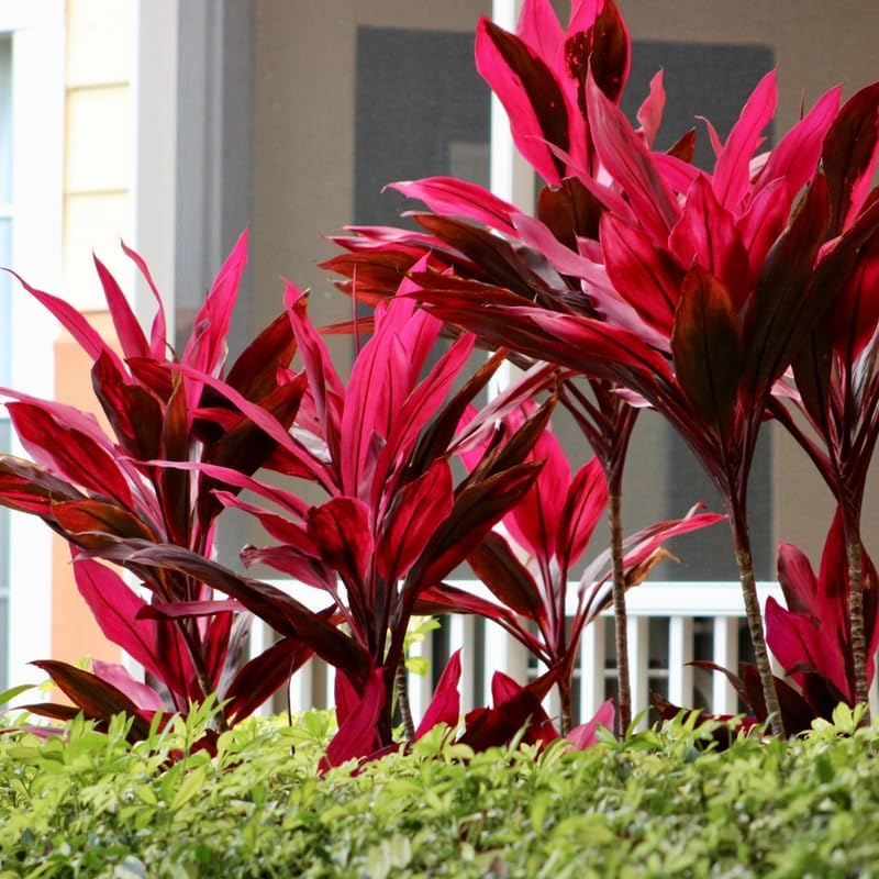Amazon.com : 2 Cordyline Plants Live, Cordyline Red Sister Hawaiian Ti Plants Live 5 to 9 Inch ...