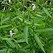 Amazon.com : Andrographis Seeds (Andrographis paniculata) Packet of 100 ...