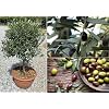 Cyprus Olive Tree 15+ Seeds Olea Europaea : Amazon.co.uk: Garden